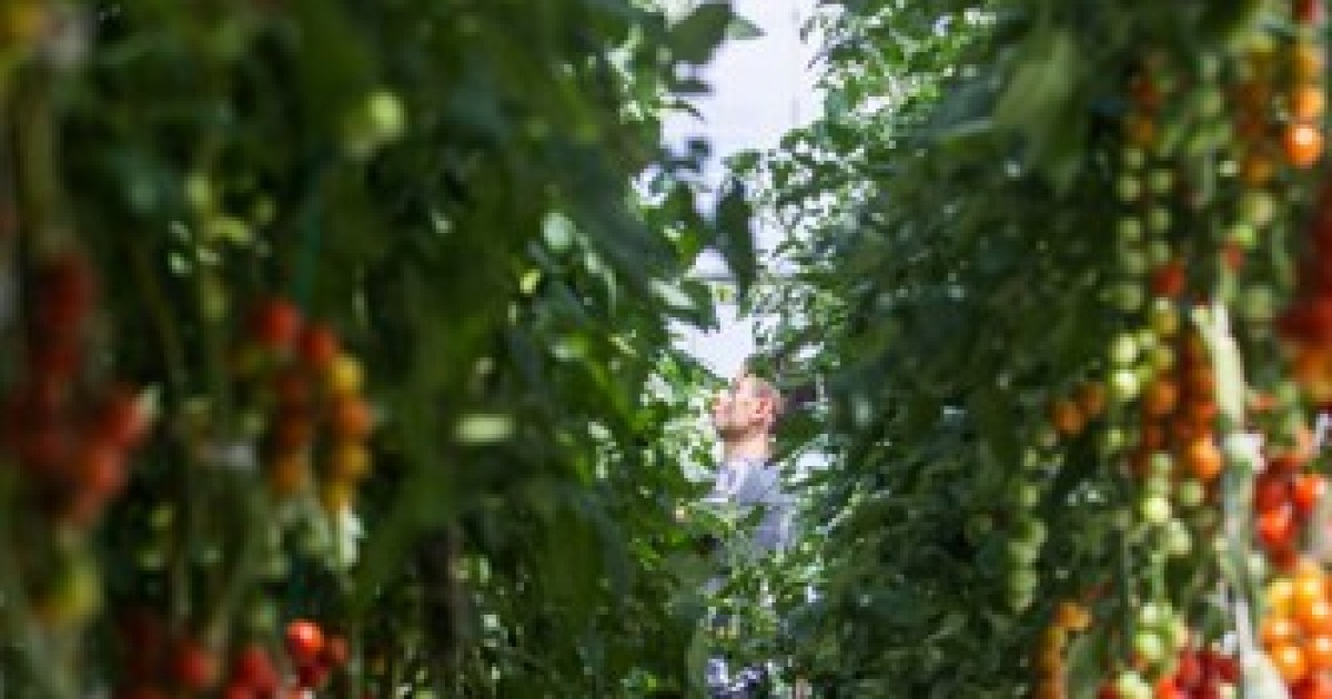 BELGIUM URBAN FARMING