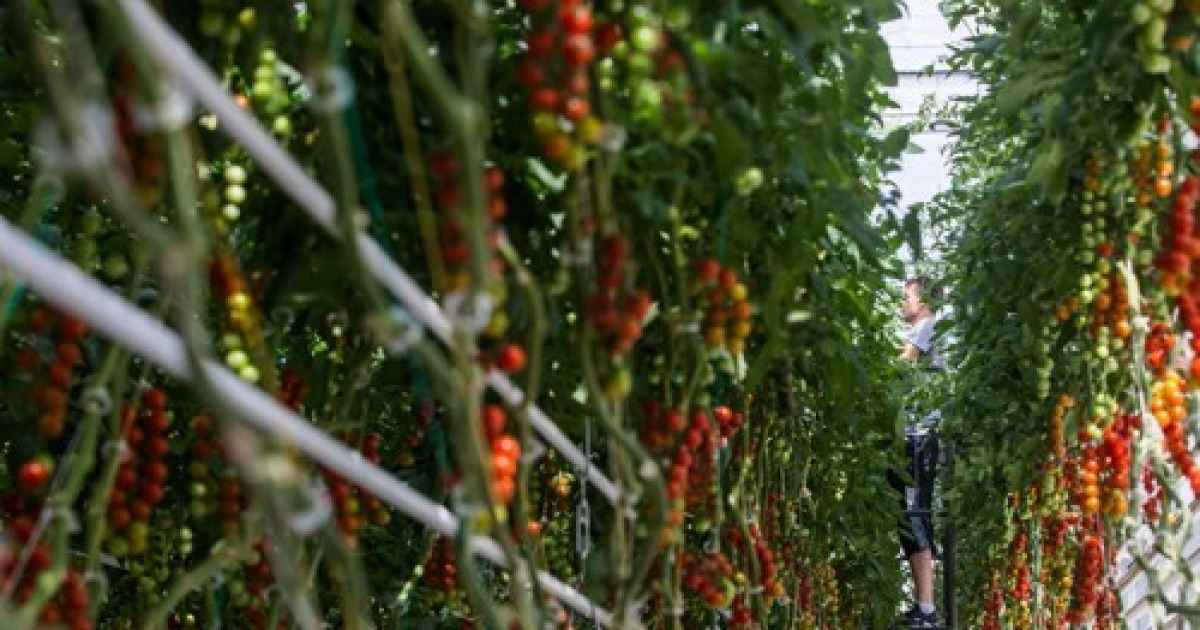 BELGIUM URBAN FARMING