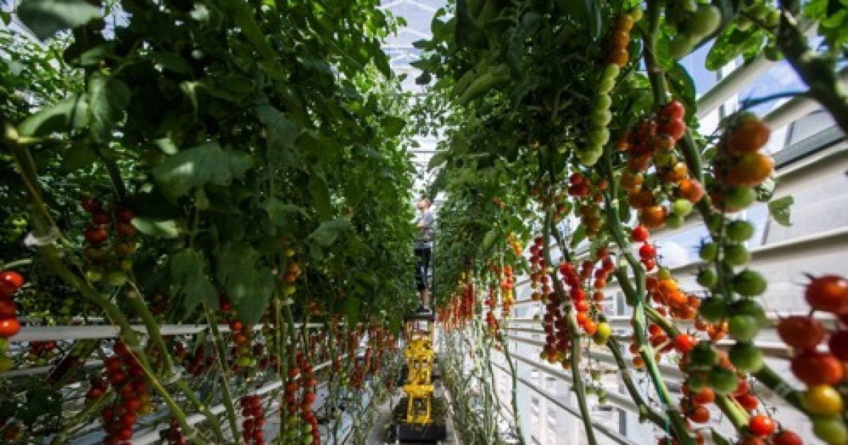 BELGIUM URBAN FARMING