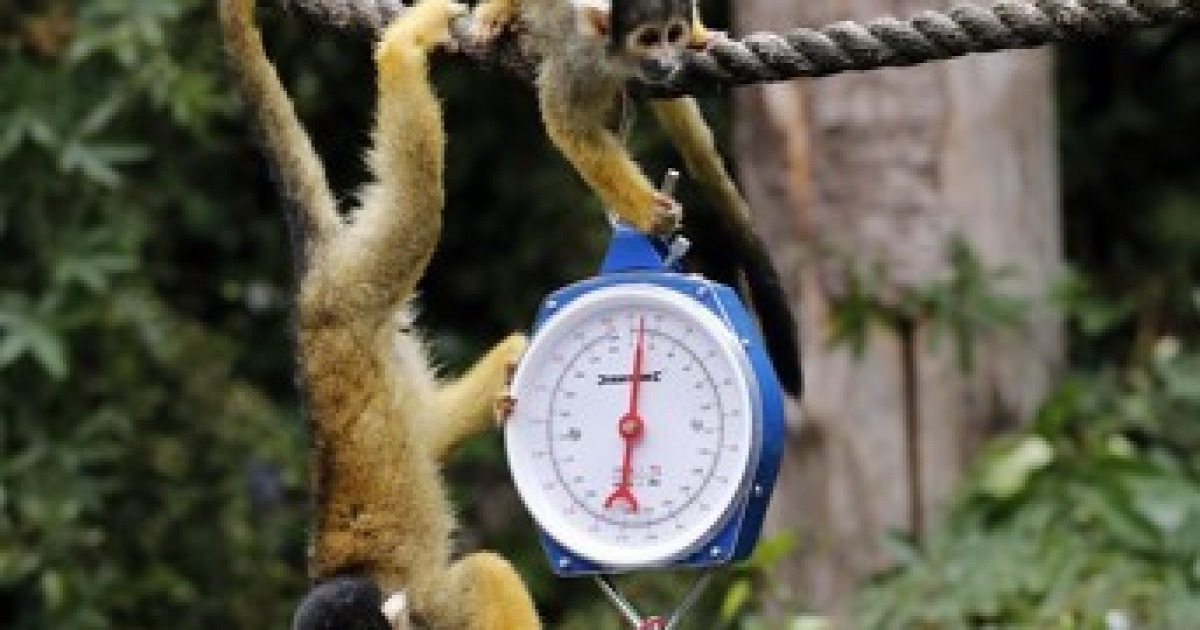 Britain Zoo Annual Weigh In