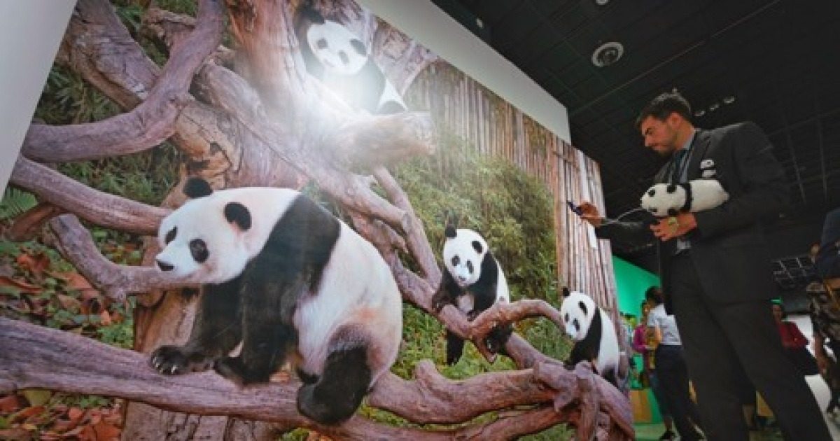 CHINA-BEIJING-GIANT PANDA-INTERNATIONAL CULTURE WEEK (CN)