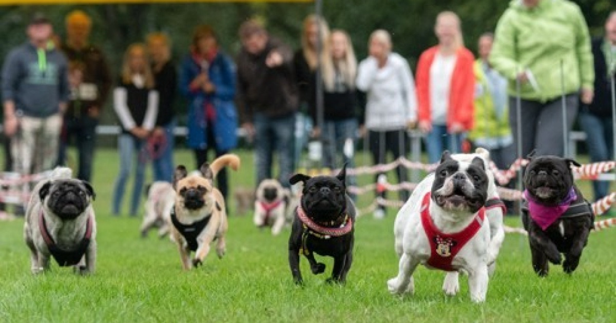 GERMANY ANIMALS PUG RACE