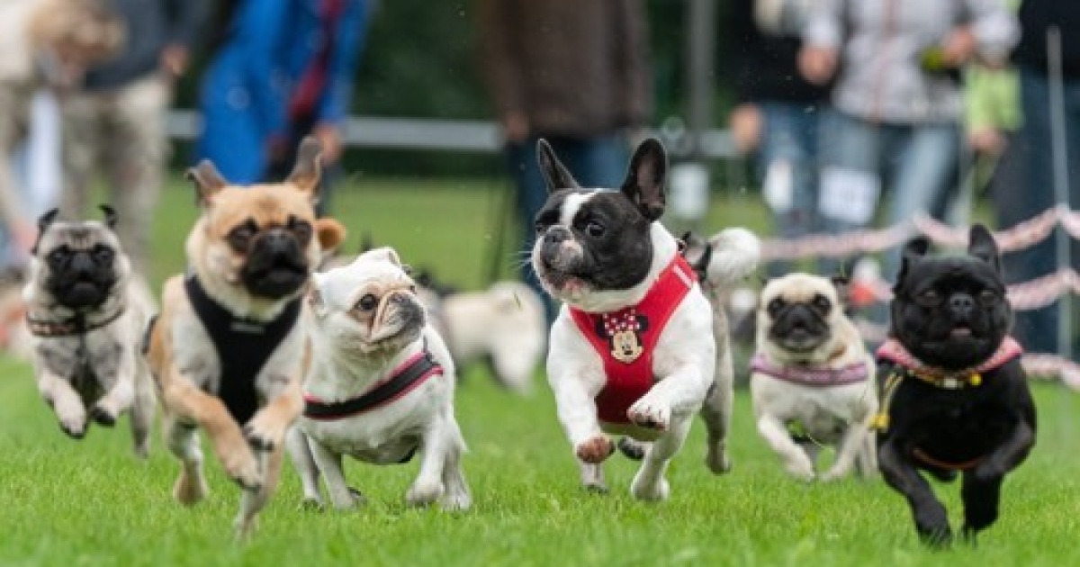 GERMANY ANIMALS PUG RACE