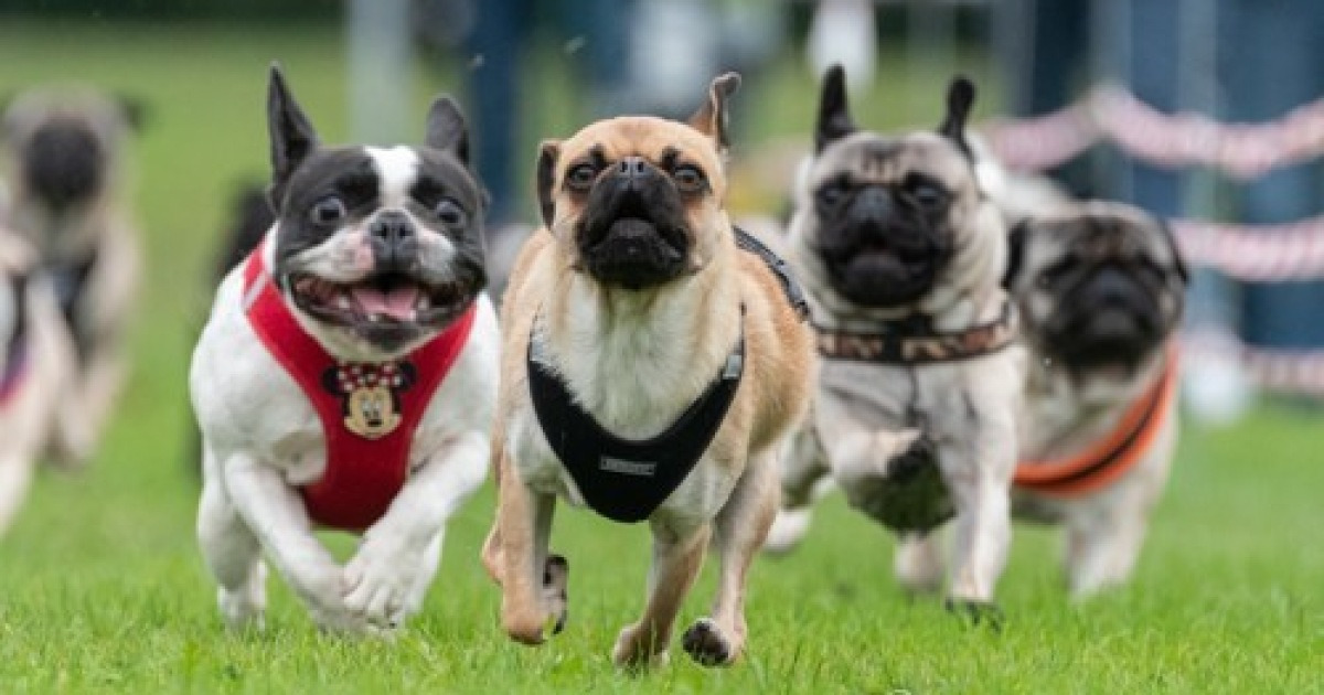GERMANY ANIMALS PUG RACE