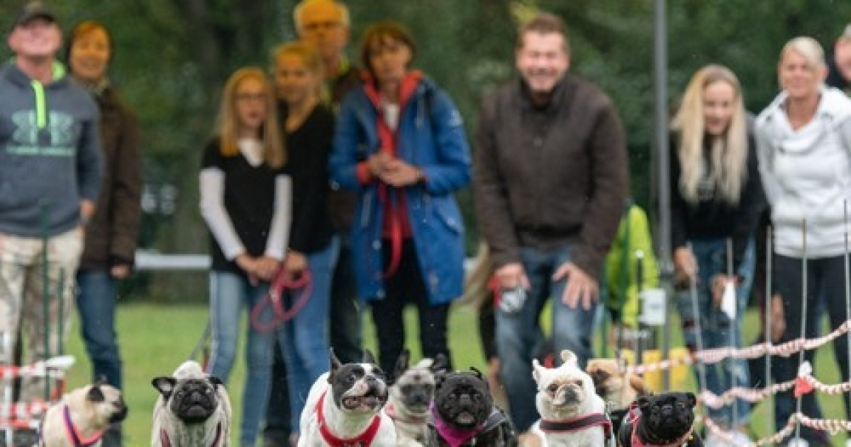 GERMANY ANIMALS PUG RACE