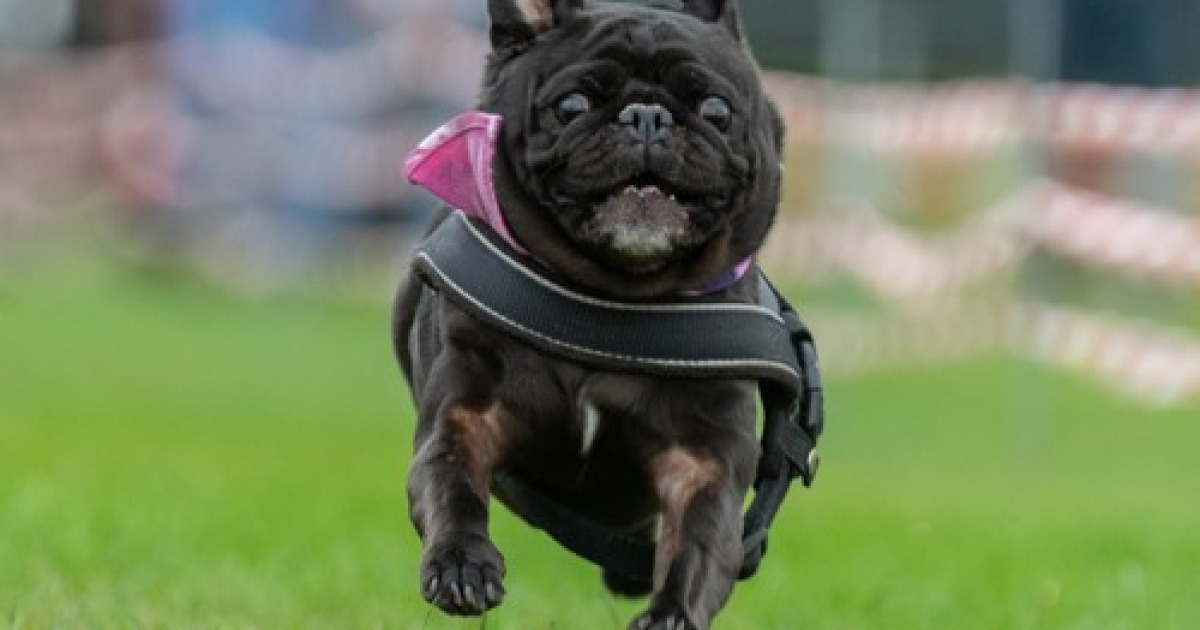 GERMANY ANIMALS PUG RACE