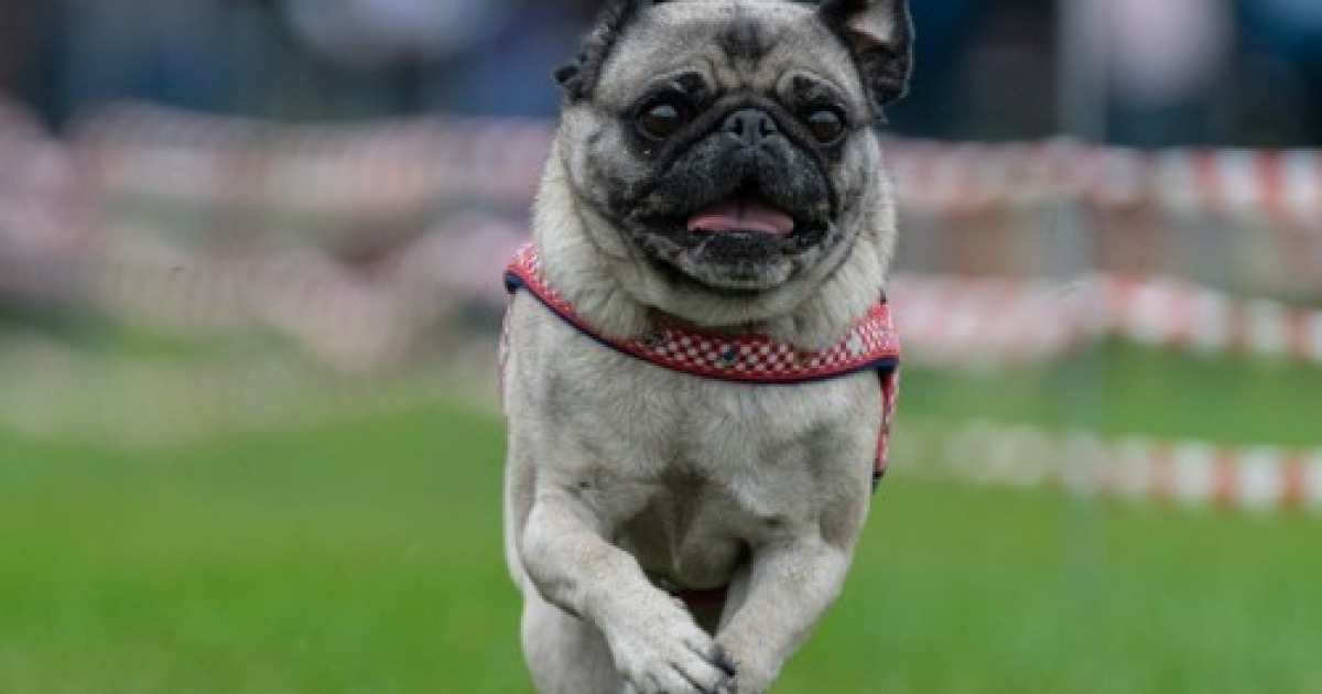GERMANY ANIMALS PUG RACE