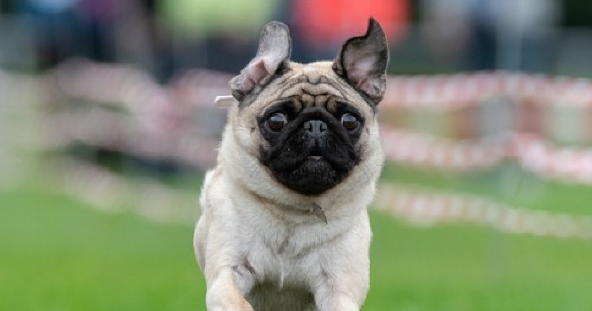 GERMANY ANIMALS PUG RACE