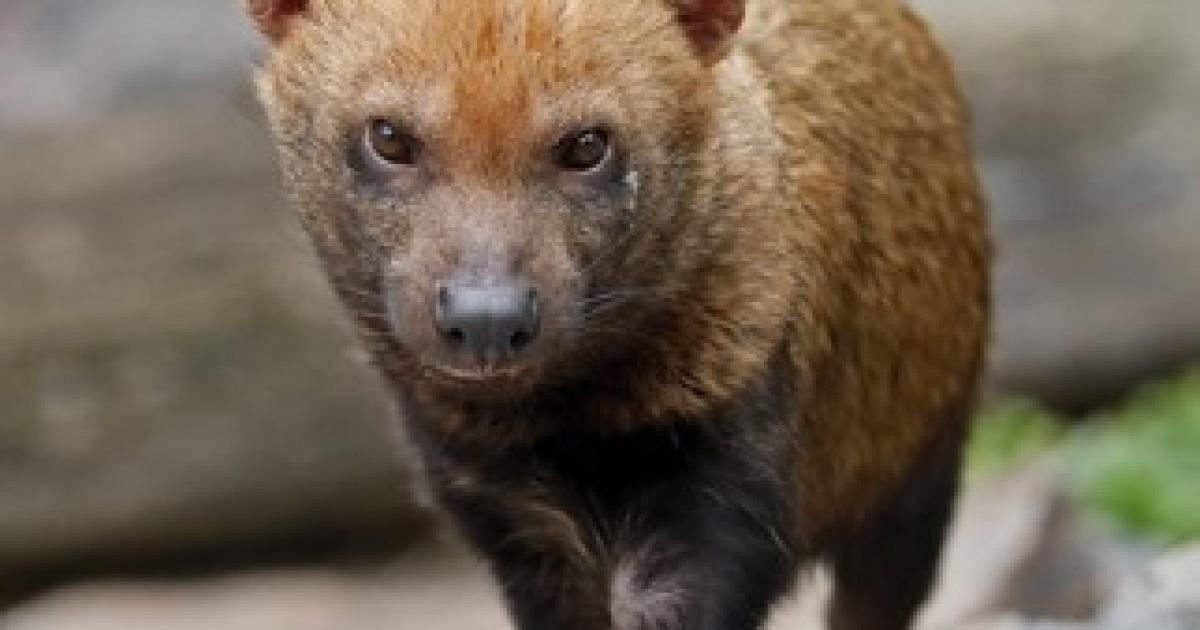 GERMANY ZOO BUSH DOG