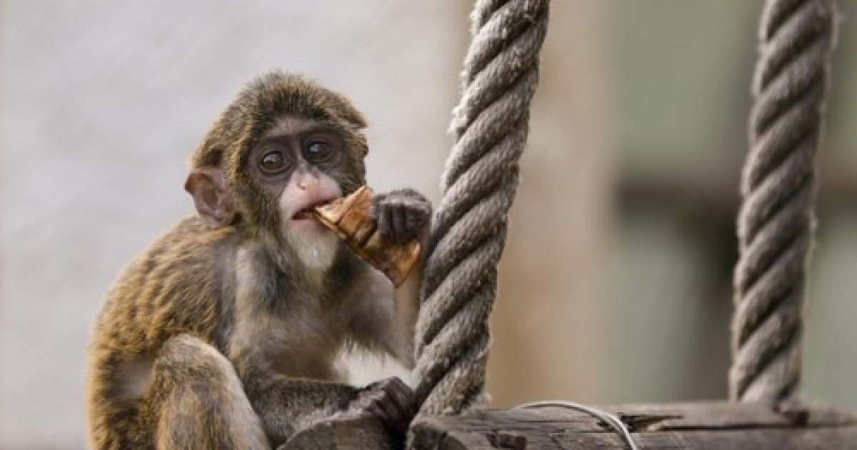PORTUGAL BRAZZA MONKEY