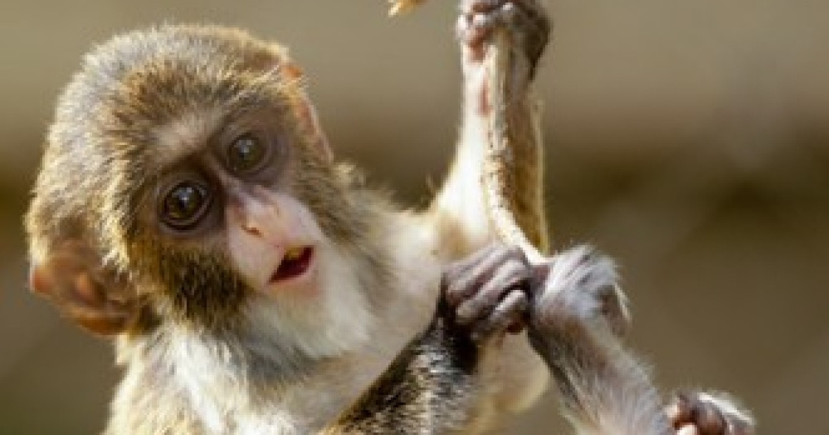 PORTUGAL BRAZZA MONKEY