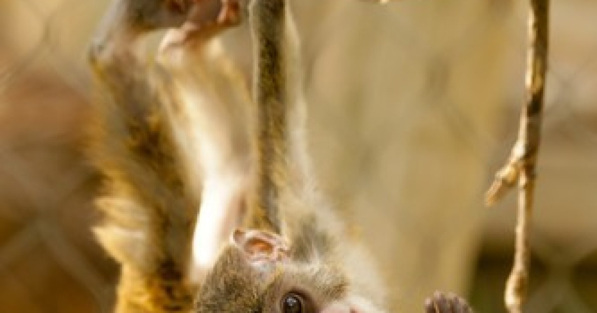 PORTUGAL BRAZZA MONKEY