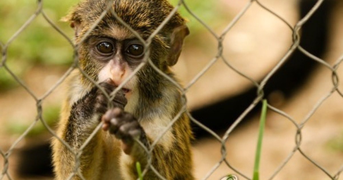 PORTUGAL BRAZZA MONKEY