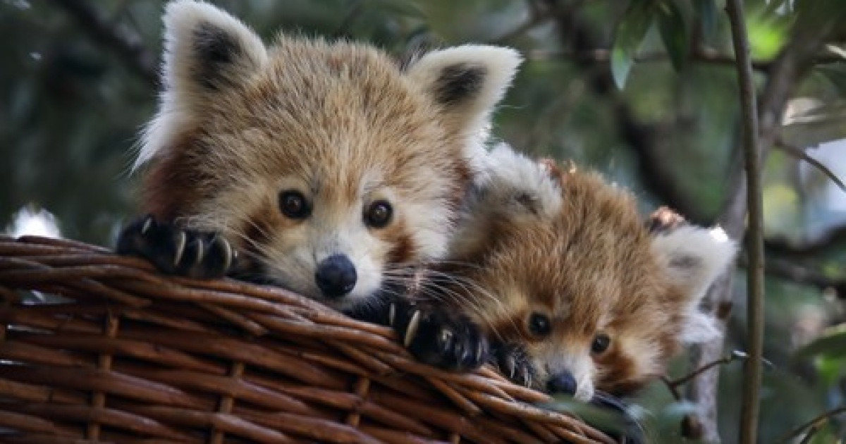 PORTUGAL ANIMALS ZOO