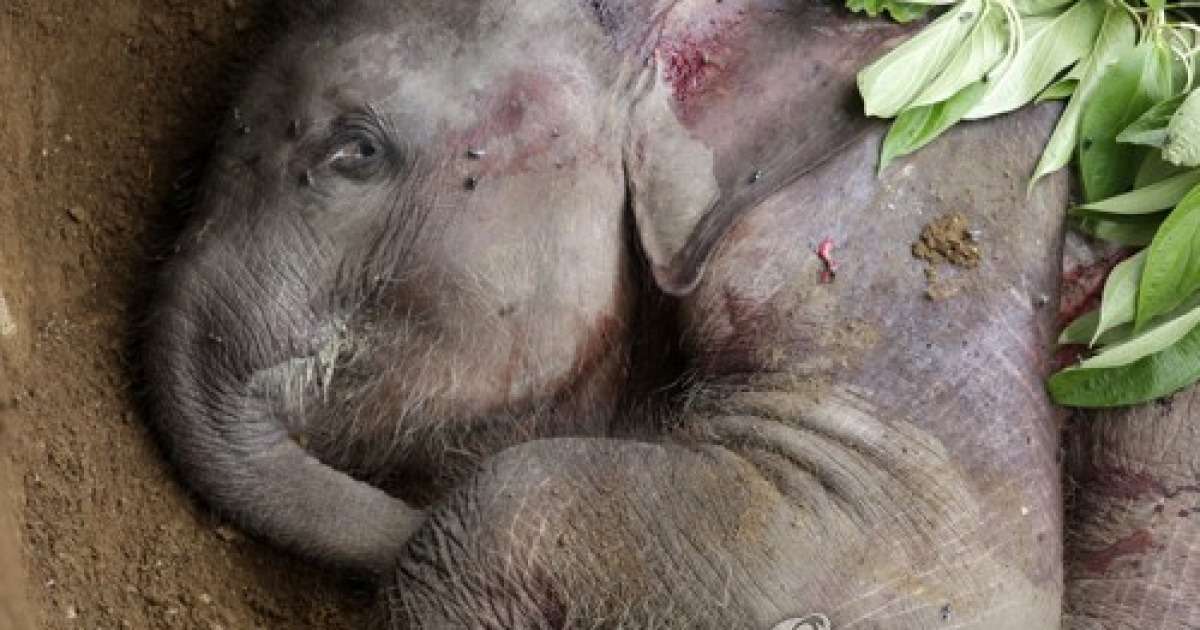 INDONESIA ACEH BABY ELEPHANT