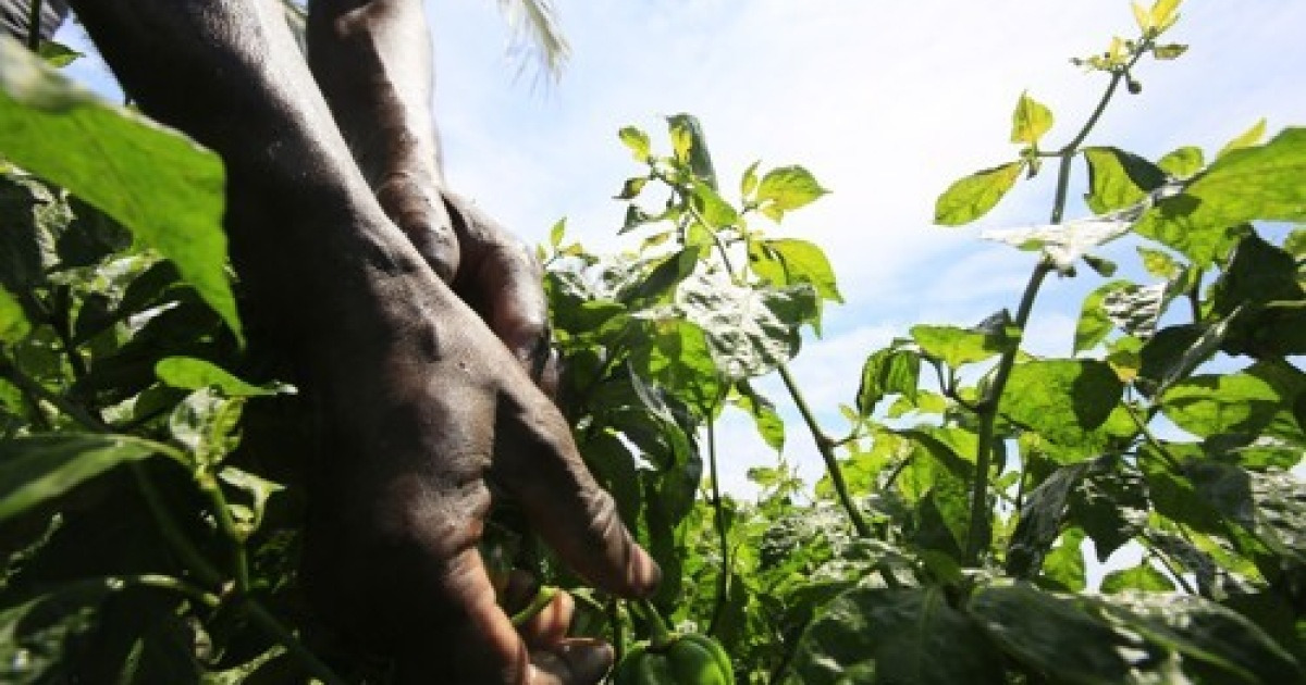 IVORY COAST AGRICULTURE