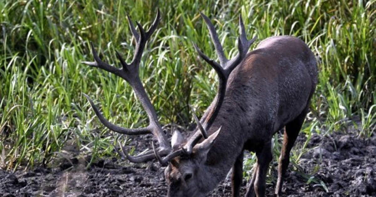 HUNGARY NATURE ANIMALS