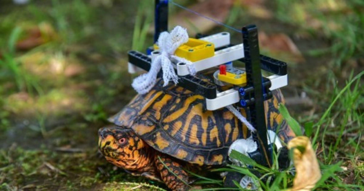 USA ANIMALS CURIOSITIES