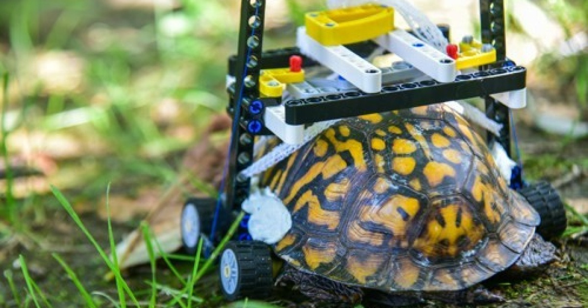 USA ANIMALS CURIOSITIES