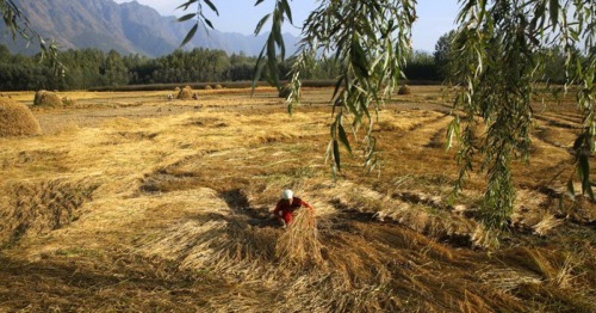 INDIA KASHMIR ECONOMY RICE HARVEST