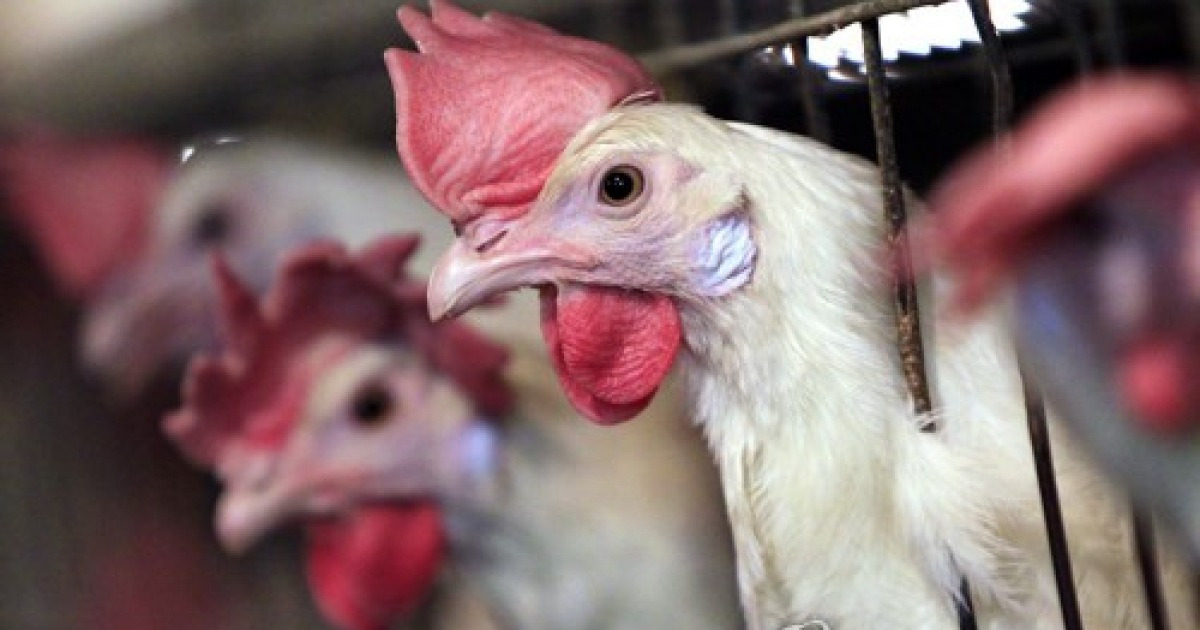 Trump Chicken Trade War