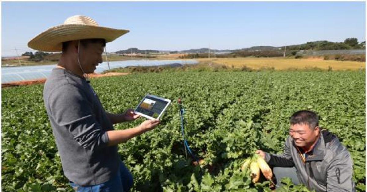 KT, AI가 밭 관리해주는 '스마트팜' 59개 농가에 구축