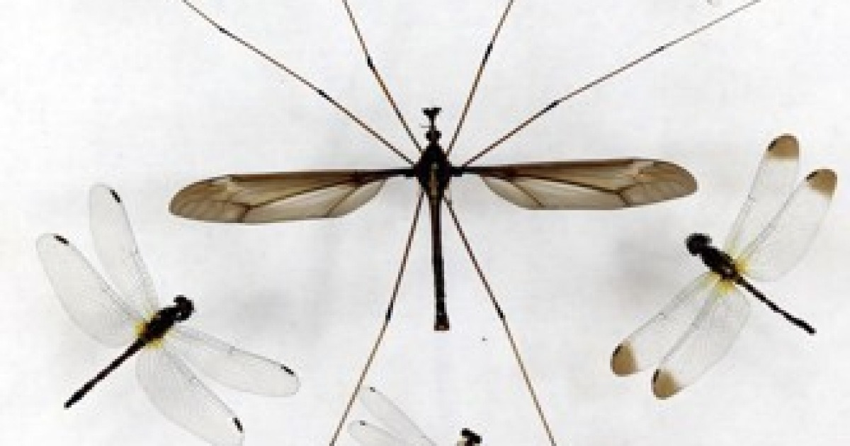 CHINA-SICHUAN-CHENGDU-WORLD'S BIGGEST MOSQUITO (CN)