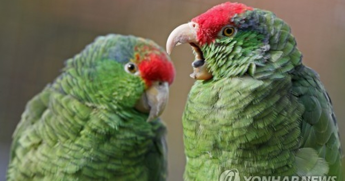 GERMANY BIRDS ZOO HEIDELBERG