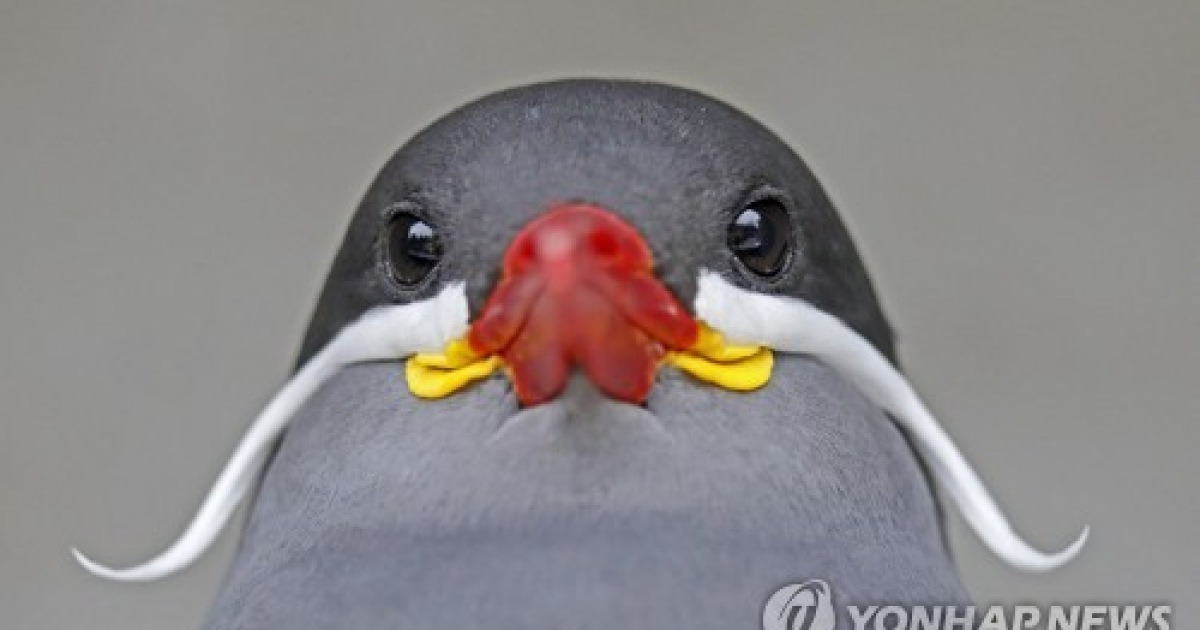 GERMANY BIRDS ZOO HEIDELBERG