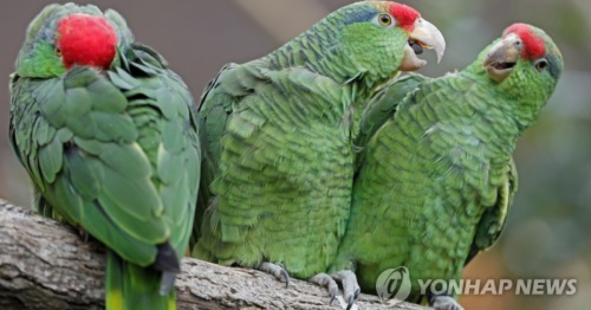 GERMANY BIRDS ZOO HEIDELBERG