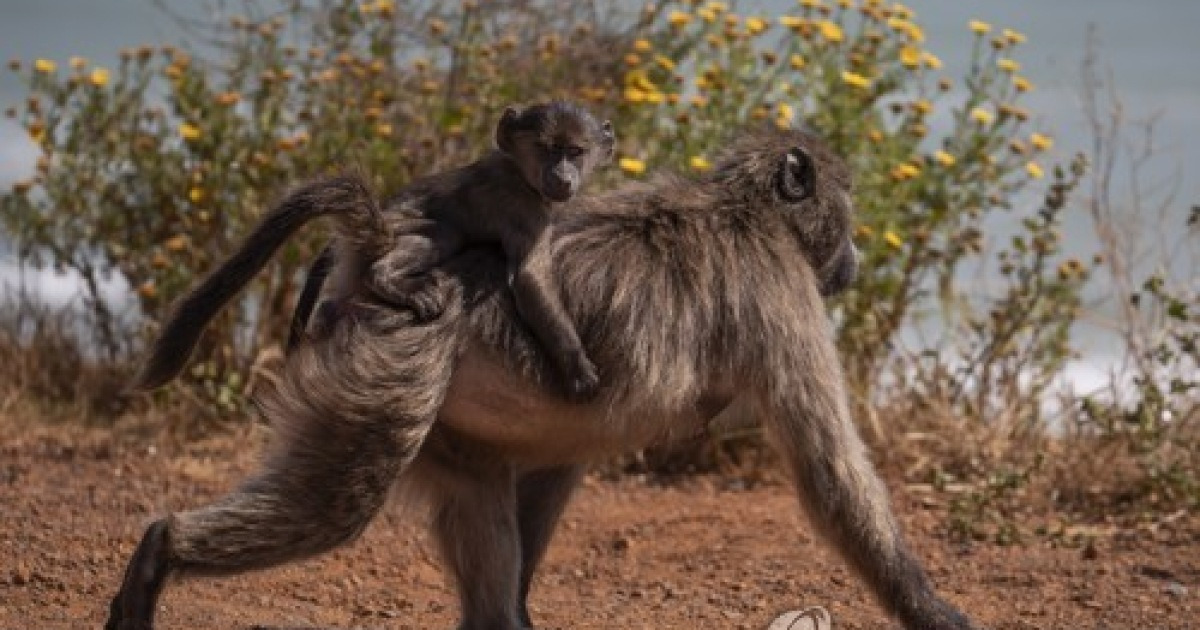 SOUTH AFRICA BABOONS