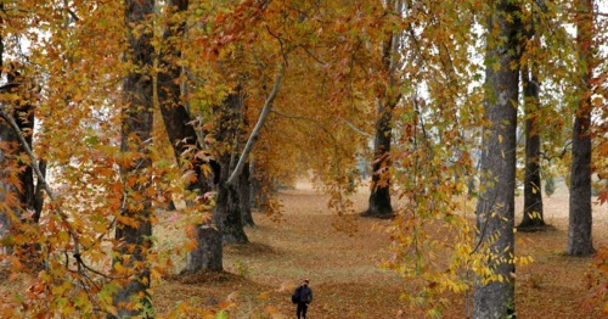 INDIA KASHMIR AUTUMN