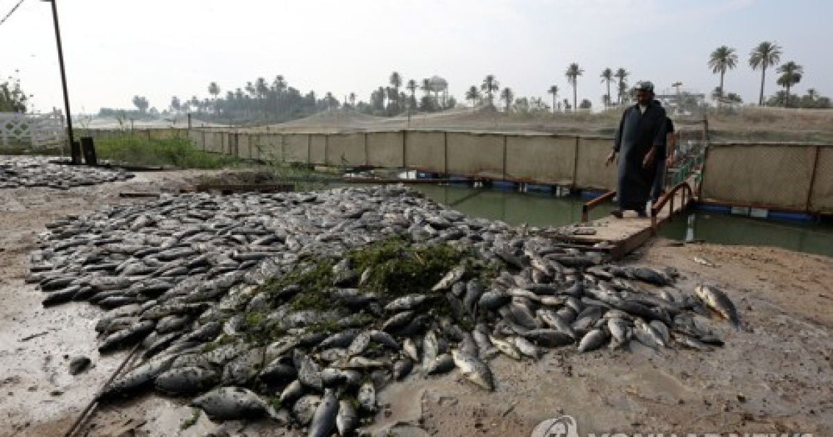 IRAQ FISH