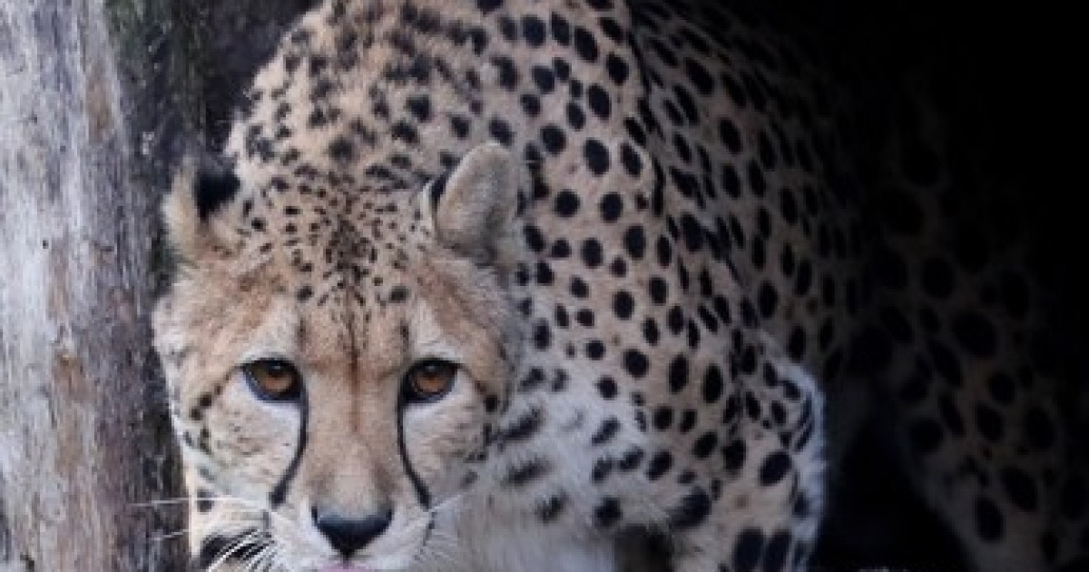 GERMANY ANIMALS CHEETA