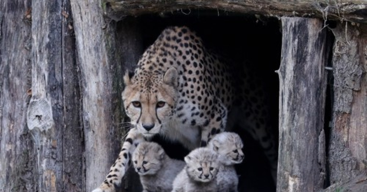 GERMANY ANIMALS CHEETA