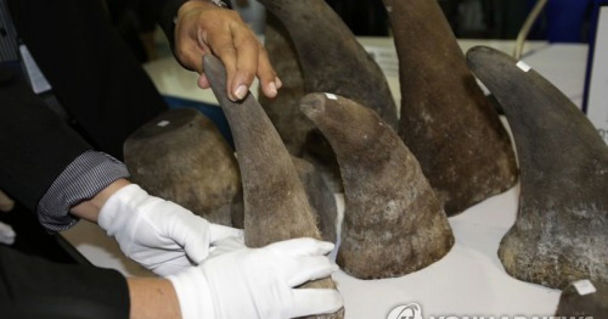 Thailand Rhino Horns
