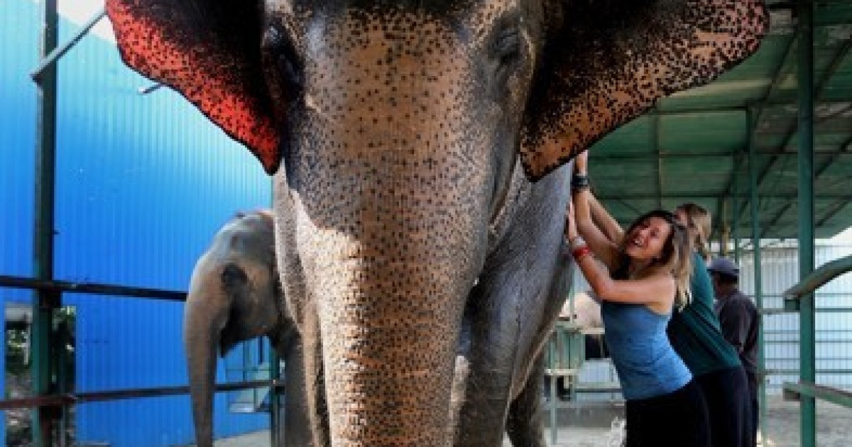 INDIA PHOTO ESSAY ELEPHANT HOSPITAL