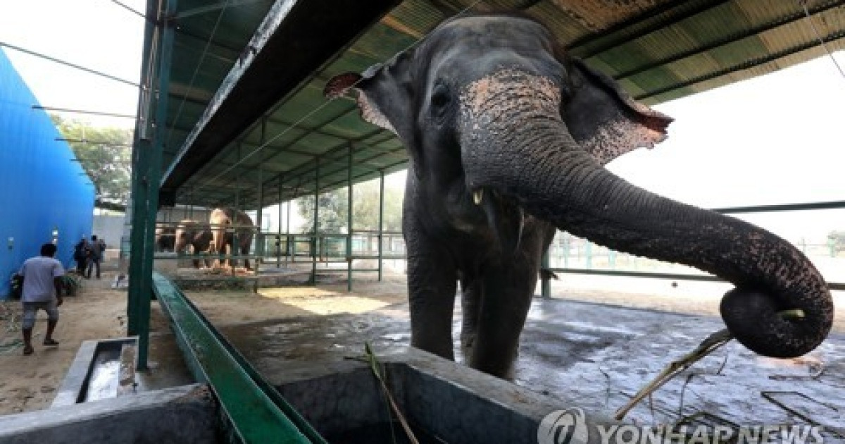 INDIA PHOTO ESSAY ELEPHANT HOSPITAL