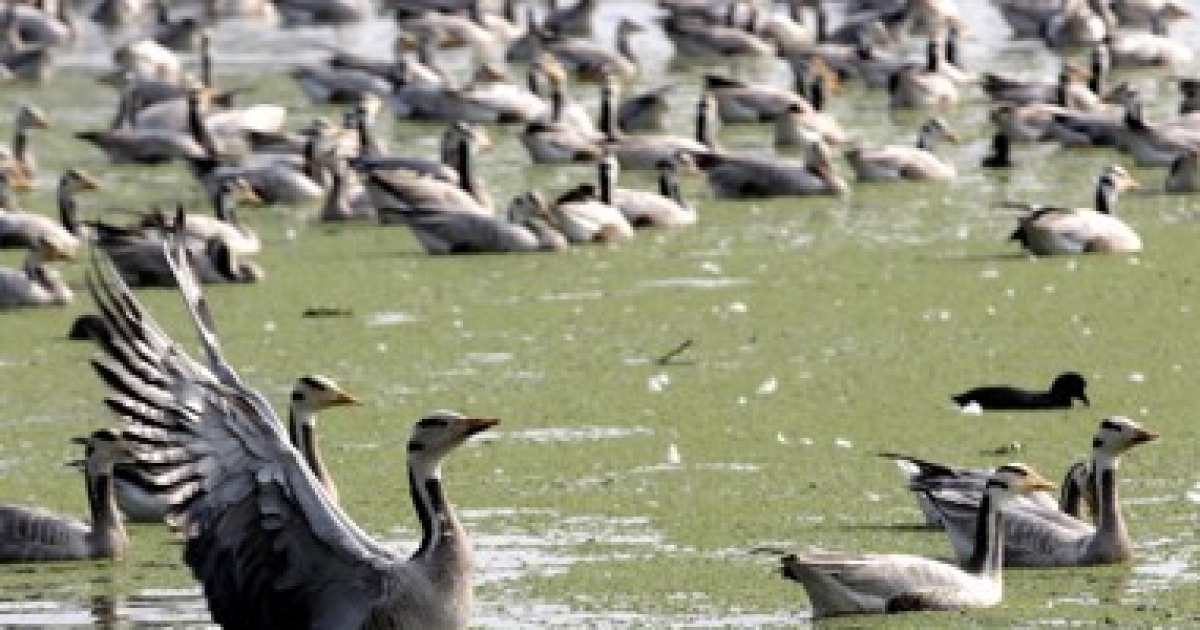 INDIA MIGRATORY BIRDS