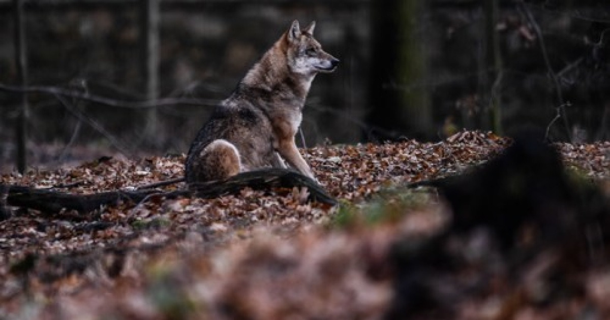 GERMANY ANIMALS GREY WOLF