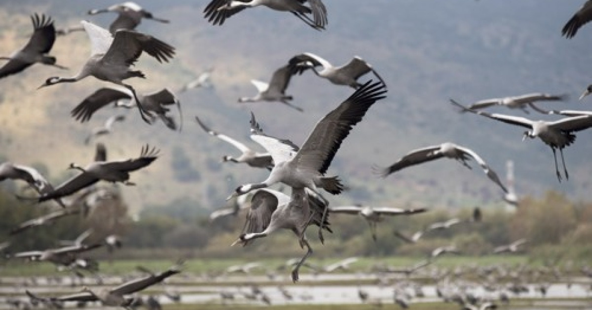 ISRAEL ANIMALS MIGRATING BIRDS