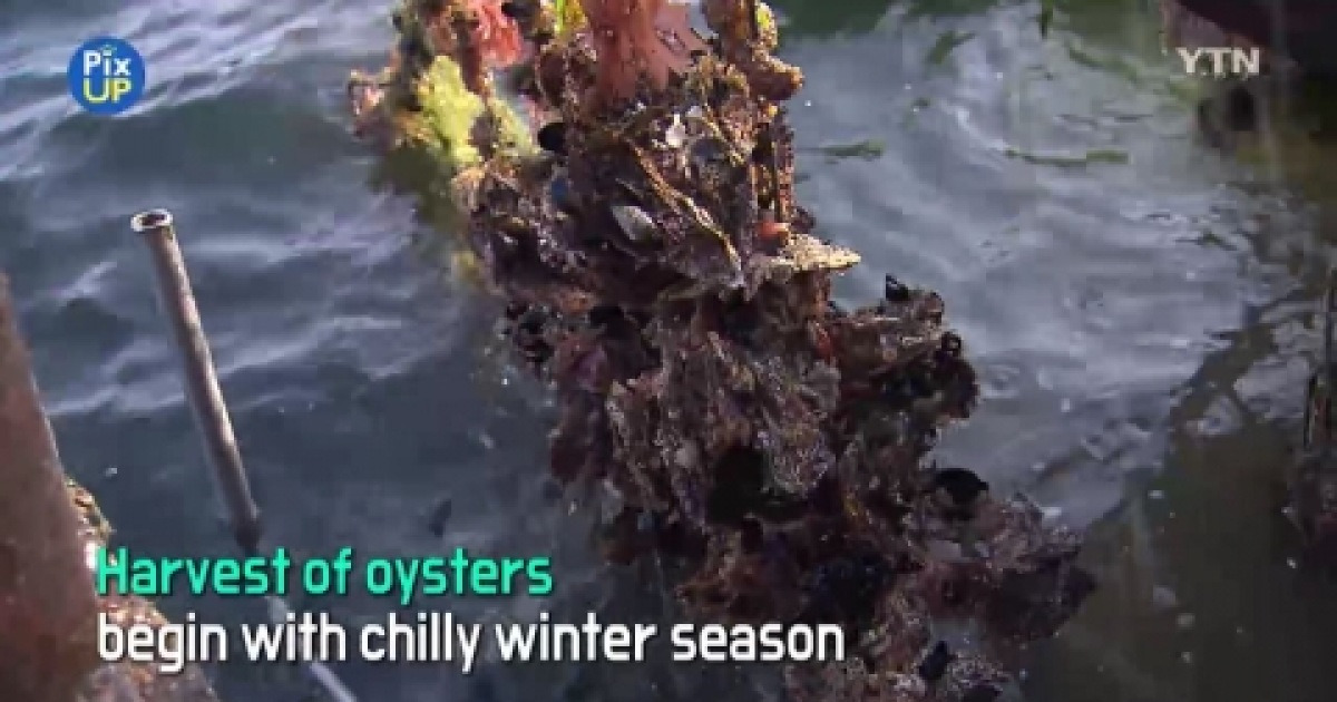 [PIX-UP] Oyster in Season