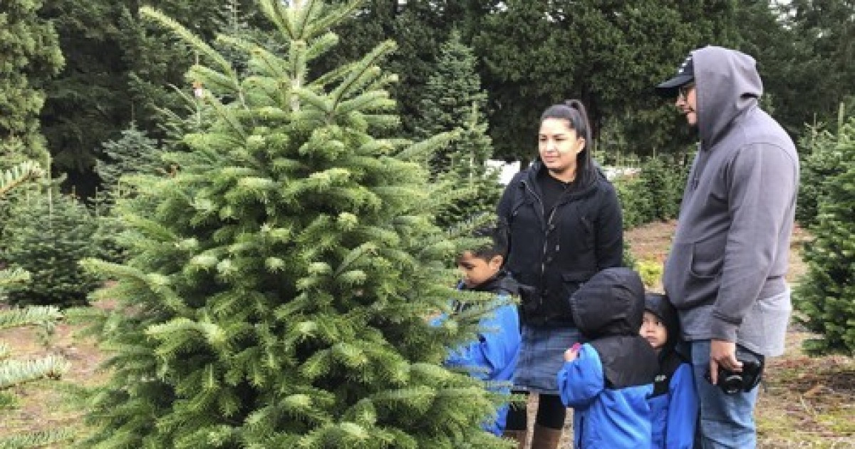 Christmas Tree Debate