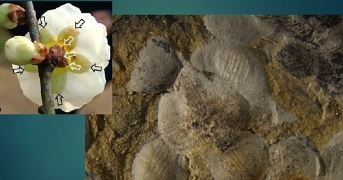 CHINA-NANJING-WORLD'S EARLIEST FOSSIL FLOWERS-RESEARCH ACHIEVEMENTS ...