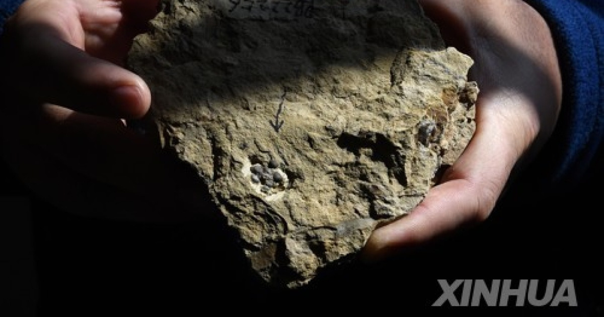 CHINA-NANJING-WORLD'S EARLIEST FOSSIL FLOWERS-RESEARCH ACHIEVEMENTS ...