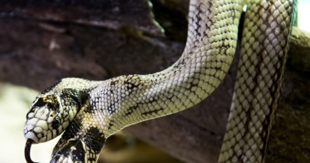SWITZERLAND ANIMALS DOUBLE HEADED SNAKE