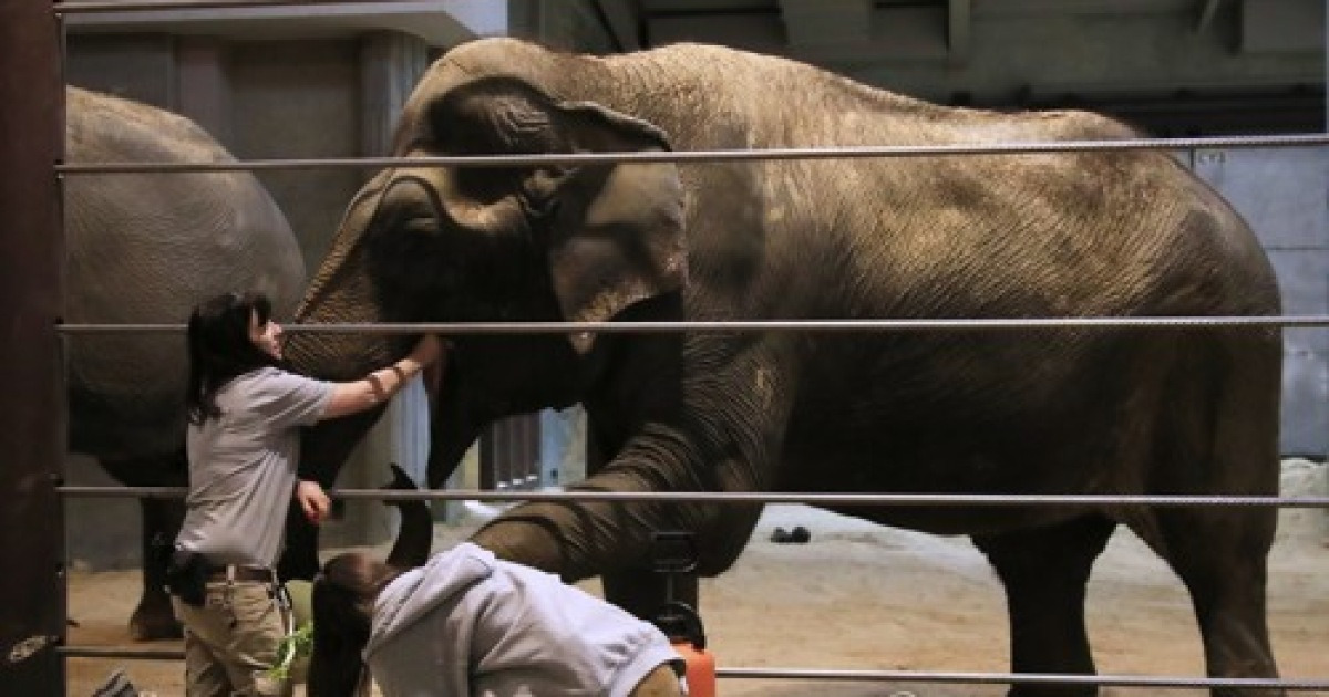 Government Shutdown National Zoo