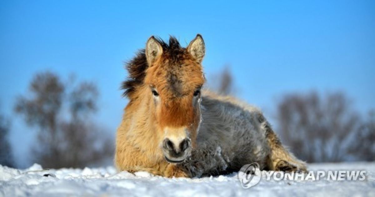 HUNGARY HORSES
