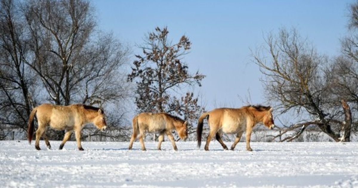 HUNGARY HORSES