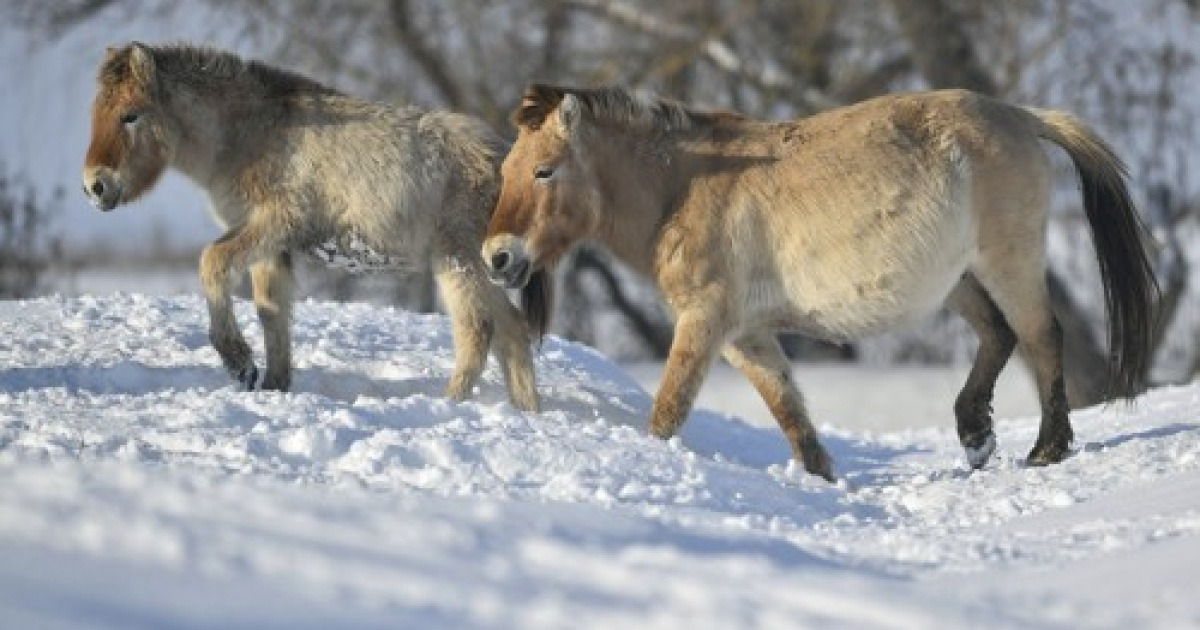 Hungary Horses